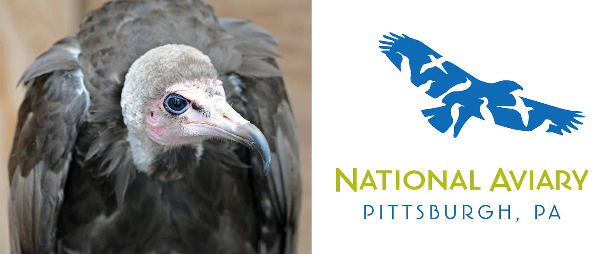 Hot Jam with National Aviary - Pittsburgh Glass Center